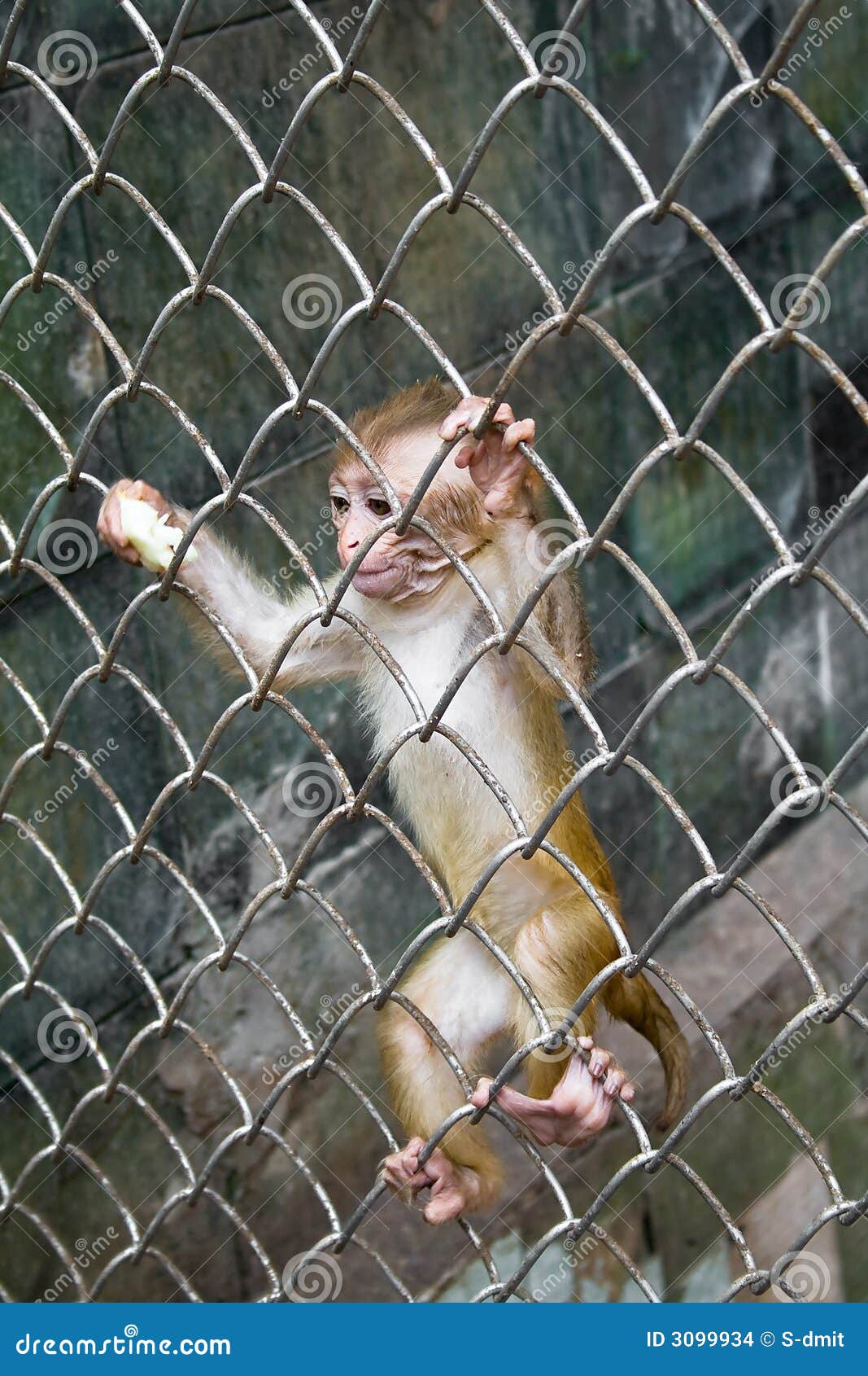 Monkey In A Cage Royalty-Free Stock Photography | CartoonDealer.com ...
