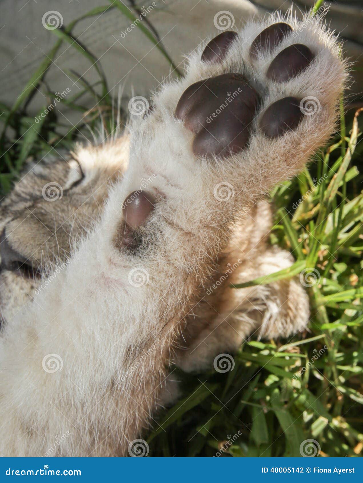 Cub paws stock photo. Image of lion, wildlife, african - 40005142