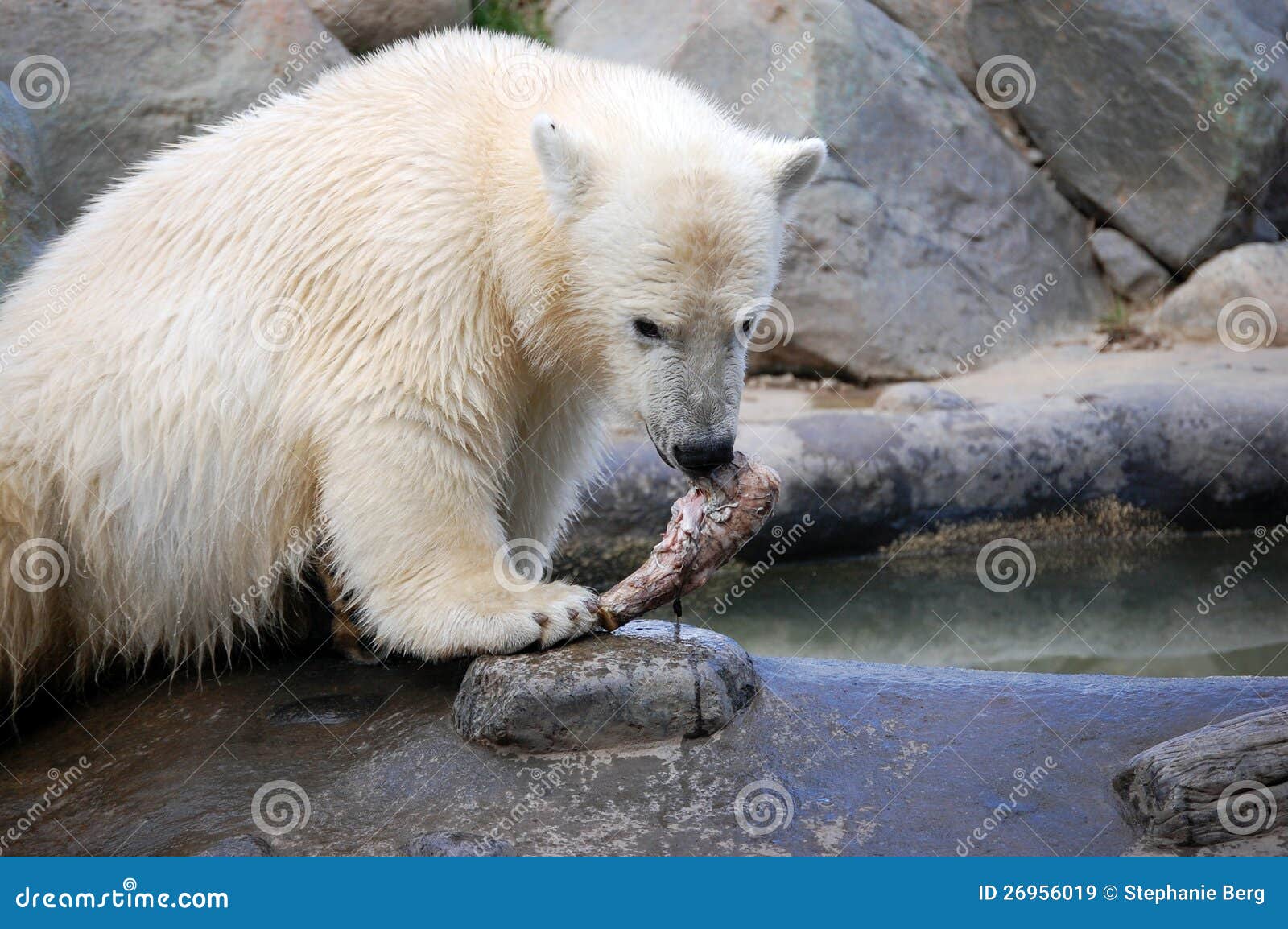 Cub Polar Bear stock image. Image of hungry, endangered - 26956019