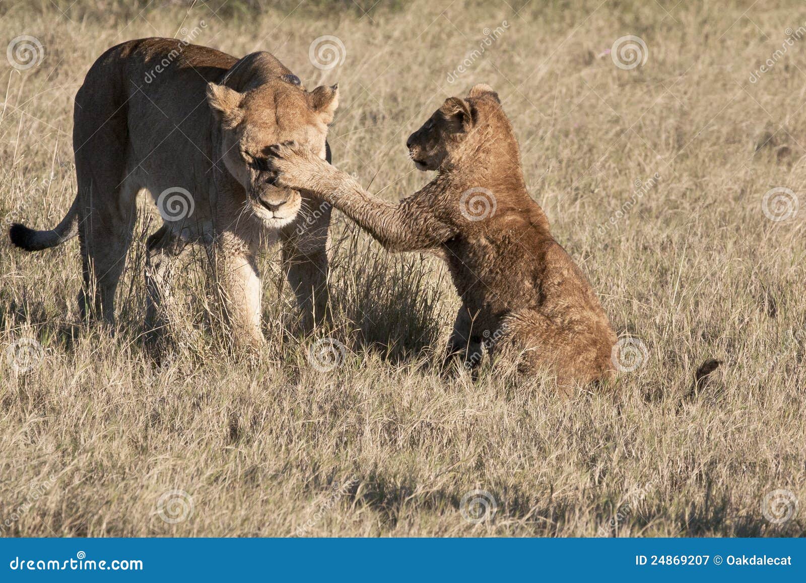 Young Lion Cub Slapping Lioness Royalty-Free Stock Photography ...