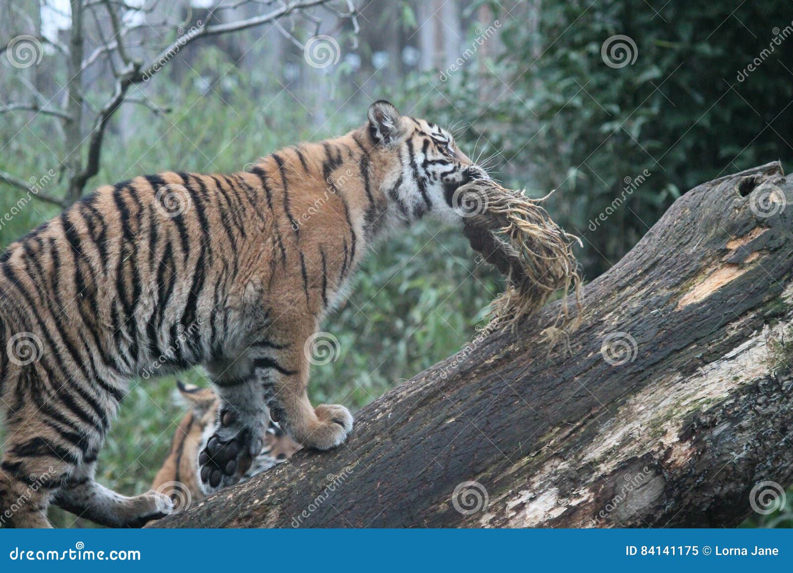 Cub Sumatran Tiger Rare and Endagered Stock Image - Image of carnivore ...