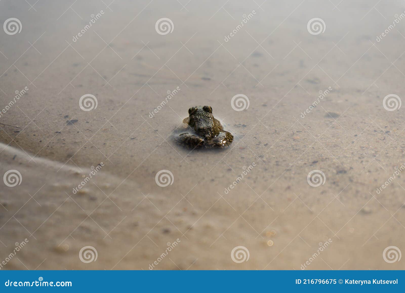 Cub of a Summer Frog in the Spring Water of the River on Clean Sand ...