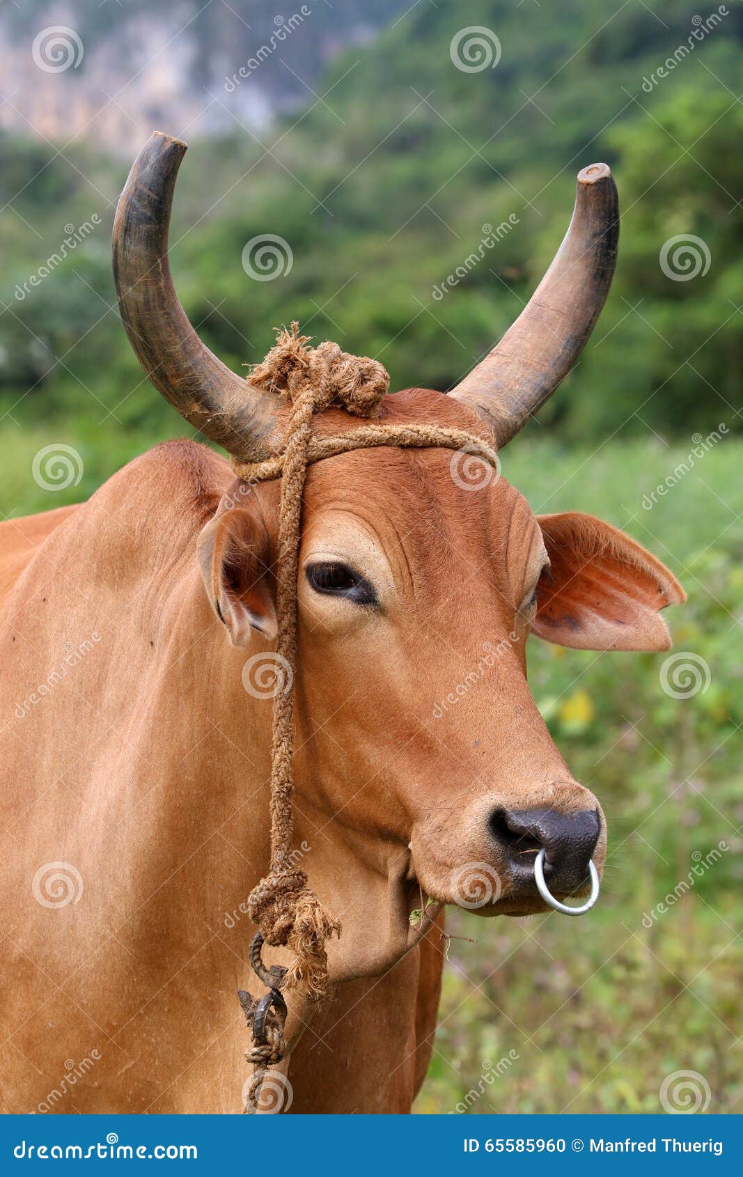 Cuba, cow in Vinales stock photo. Image of mammal, animal - 65585960