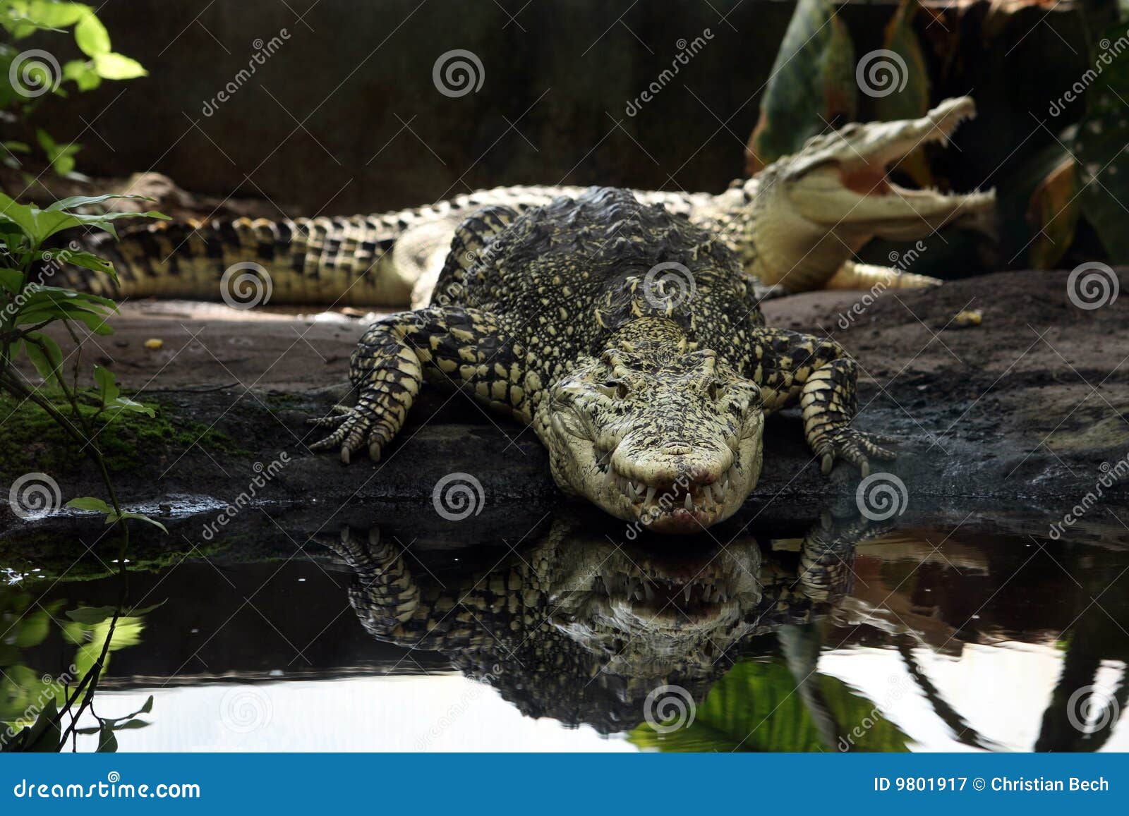 Cuba Crocodile stock image. Image of skin, crocodylus - 9801917
