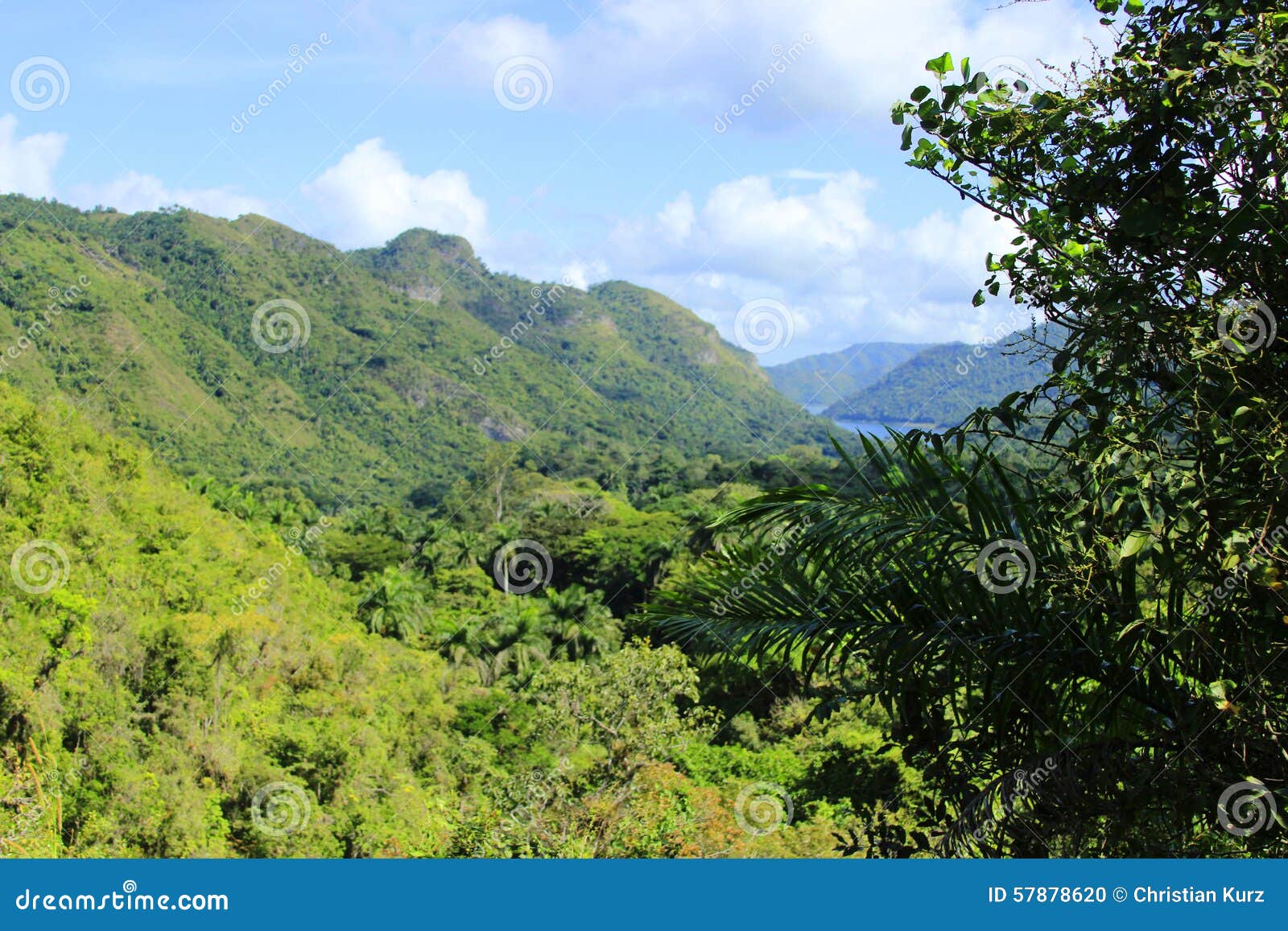 Cuba jungle stock photo. Image of tropical, river, travel - 57878620