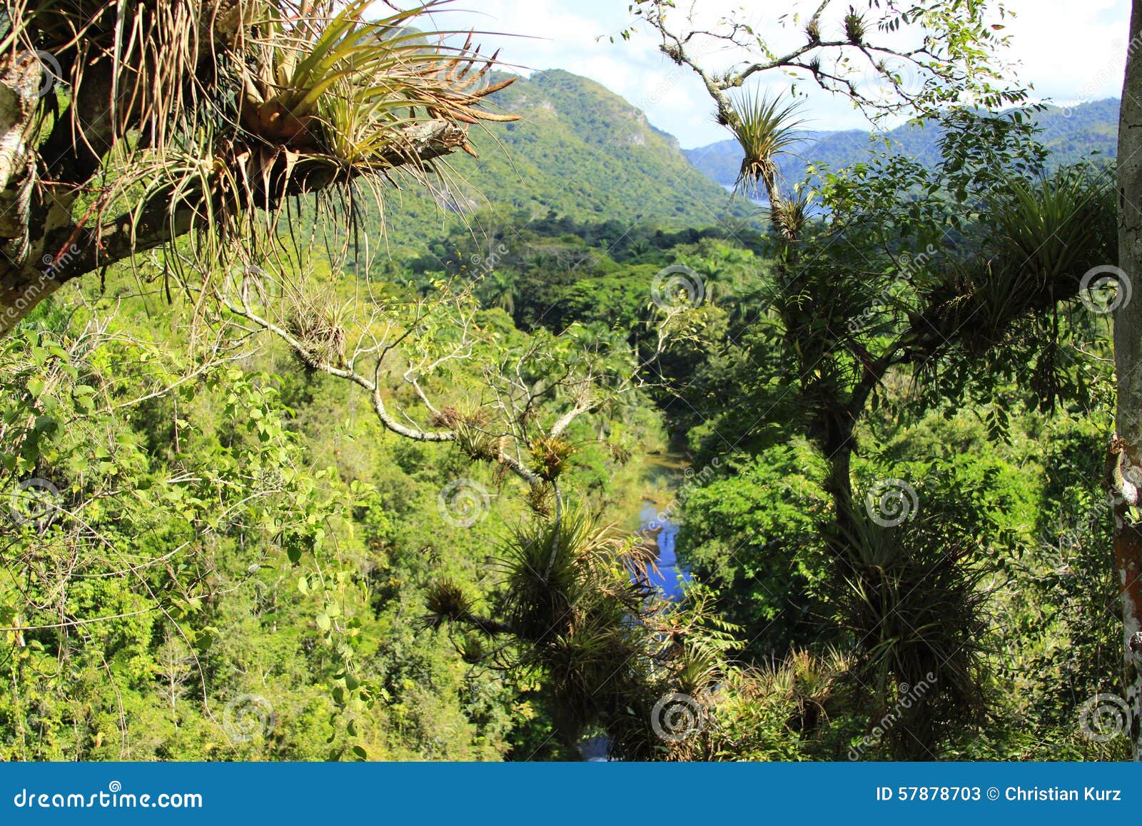 Cuba jungle stock image. Image of fall, wood, palm, picturesque - 57878703