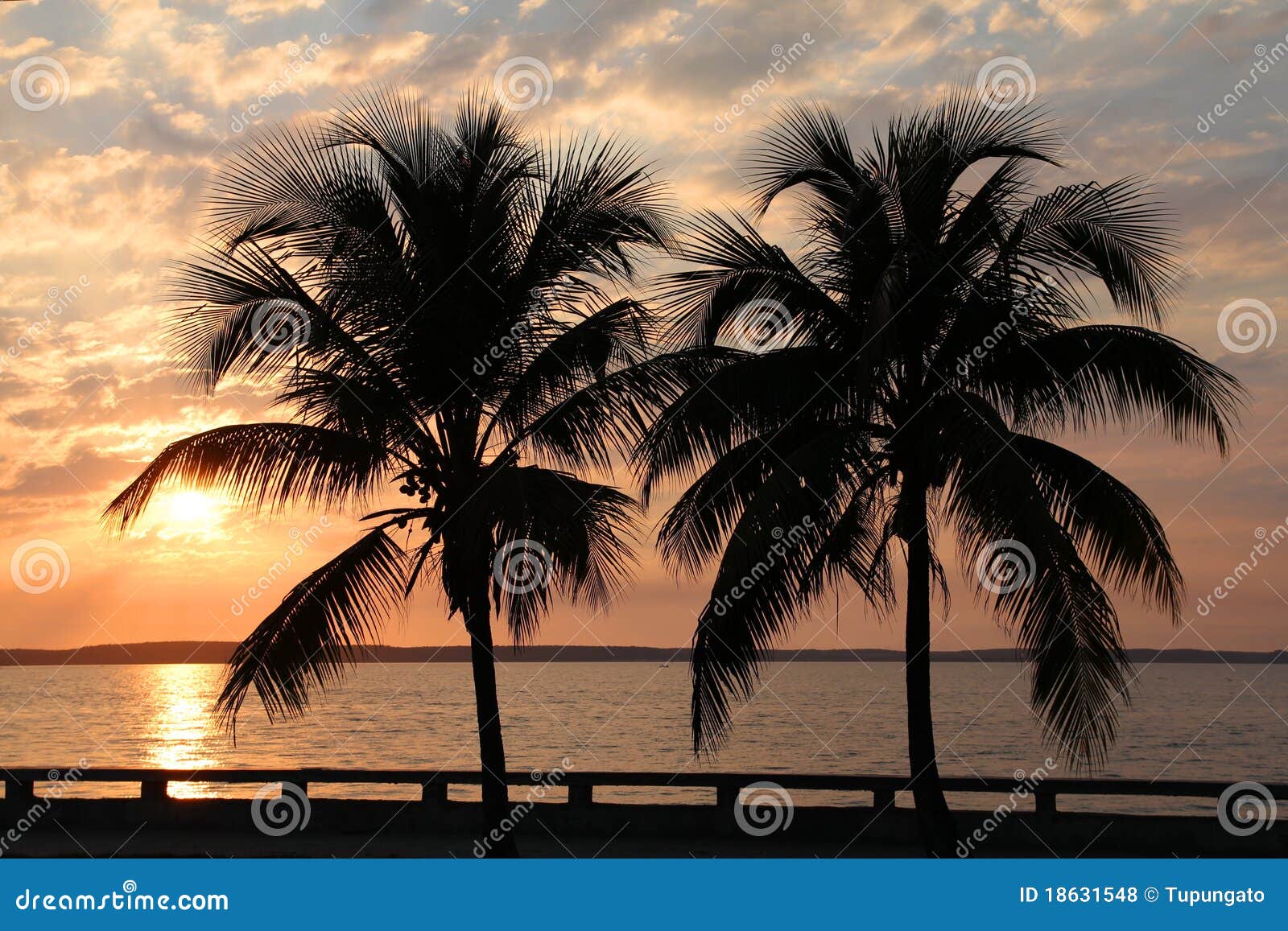 Cuba sunset stock photo. Image of tree, cuba, trees, caribbean - 18631548