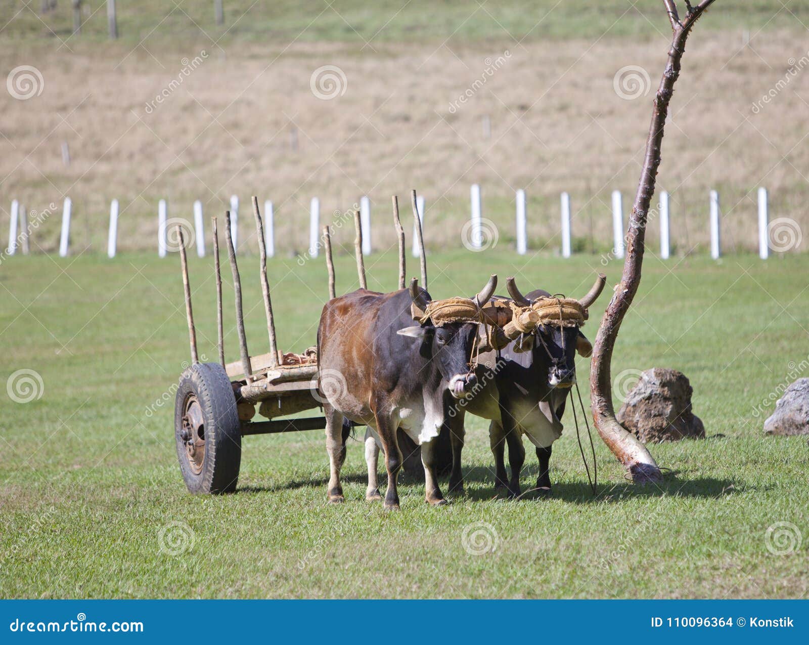 Cuba. Team of Oxen in the Field Stock Photo - Image of plow ...