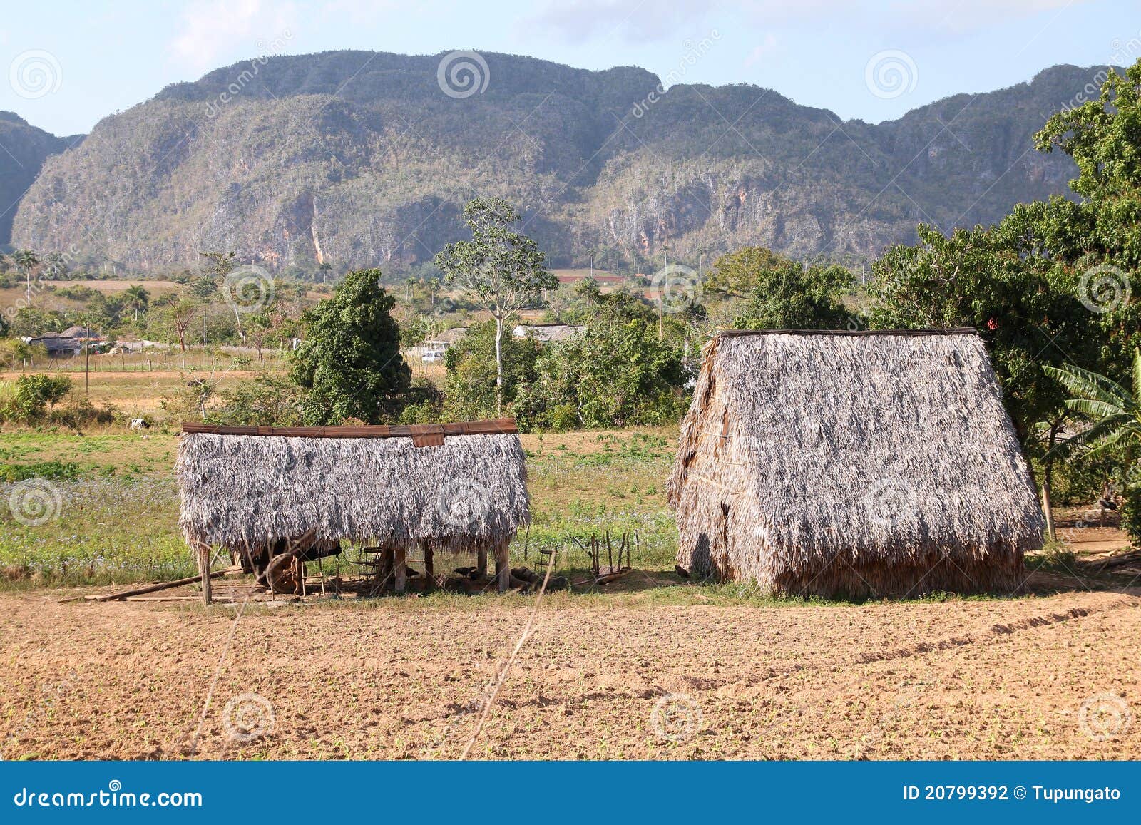 Cuba Countryside Province Sugar Cane Field With Gaucho Stock ...