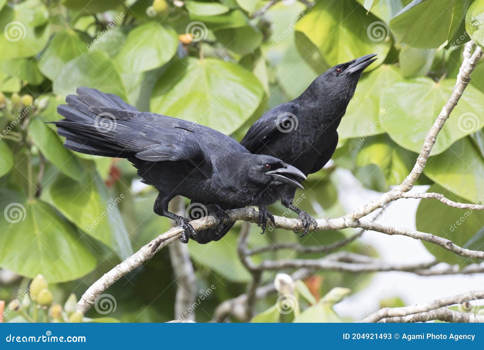 Cubaanse Kraai, Cuban Crow, Corvus Nasicus Stock Image - Image of ...