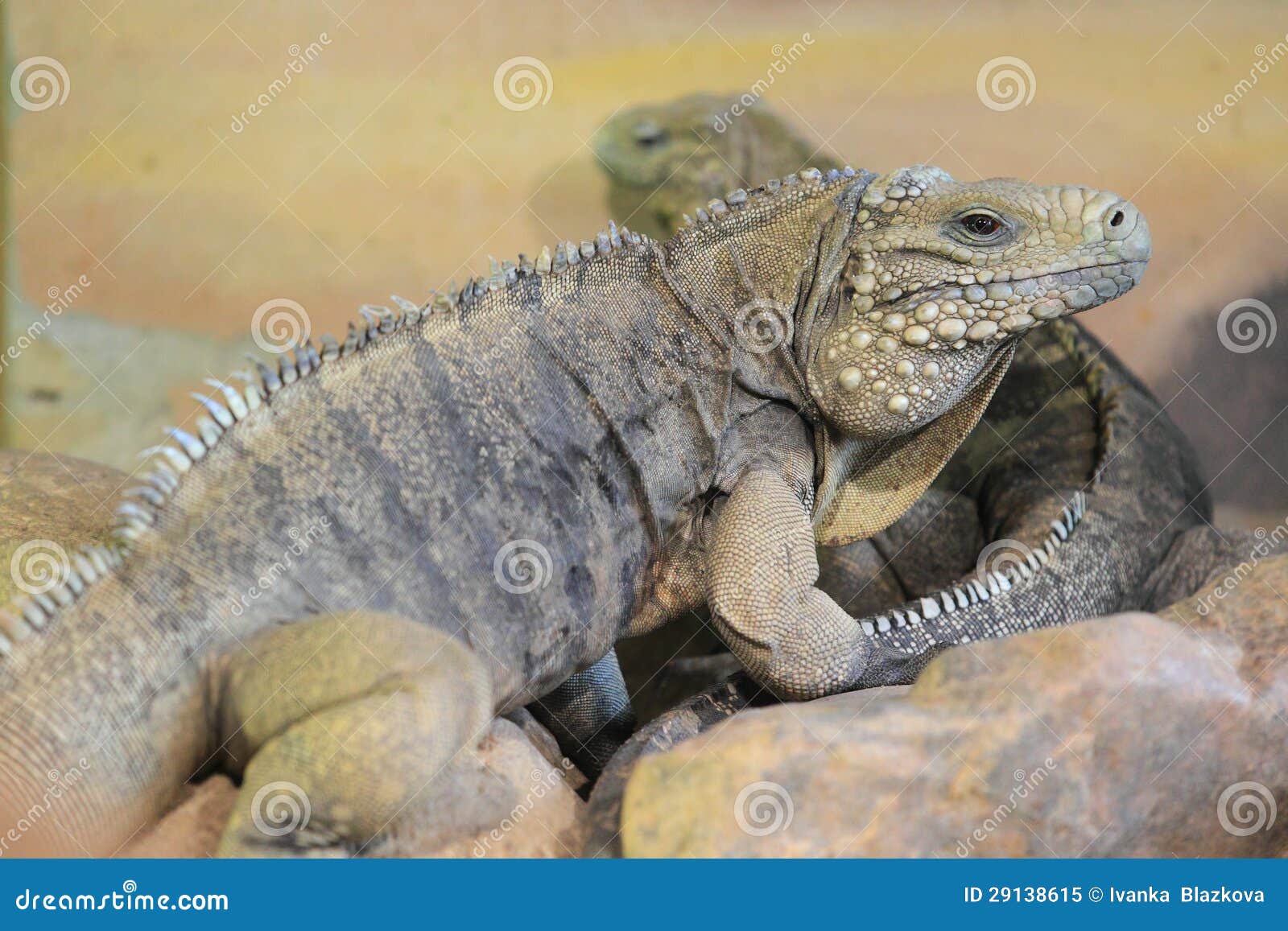 Cubaanse leguaan stock afbeelding. Image of grond, hagedis - 29138615