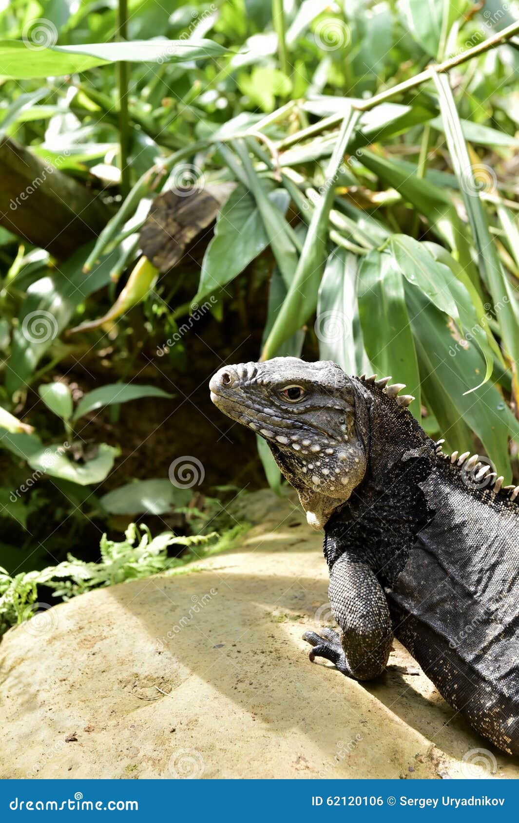 Cubaanse Leguaan in Het Bos Stock Foto - Image of rots, cuba: 62120106