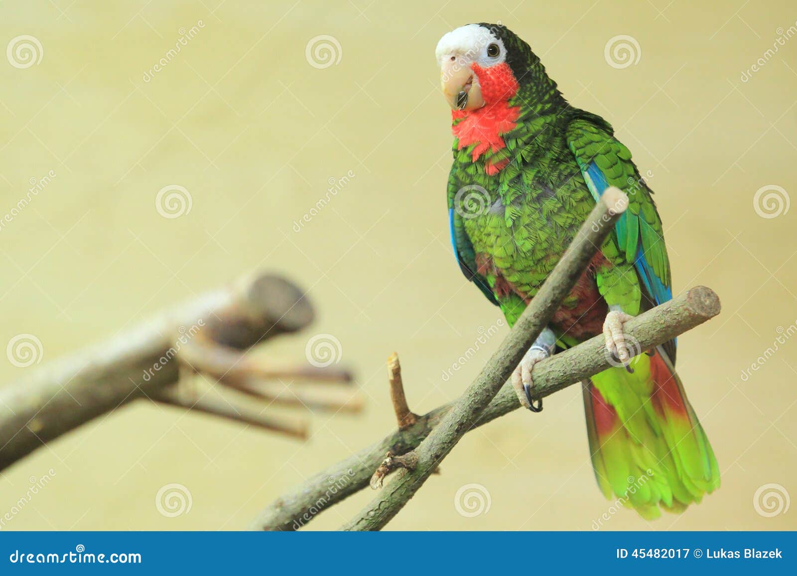 Cuban amazon stock image. Image of branch, leucocephala - 45482017