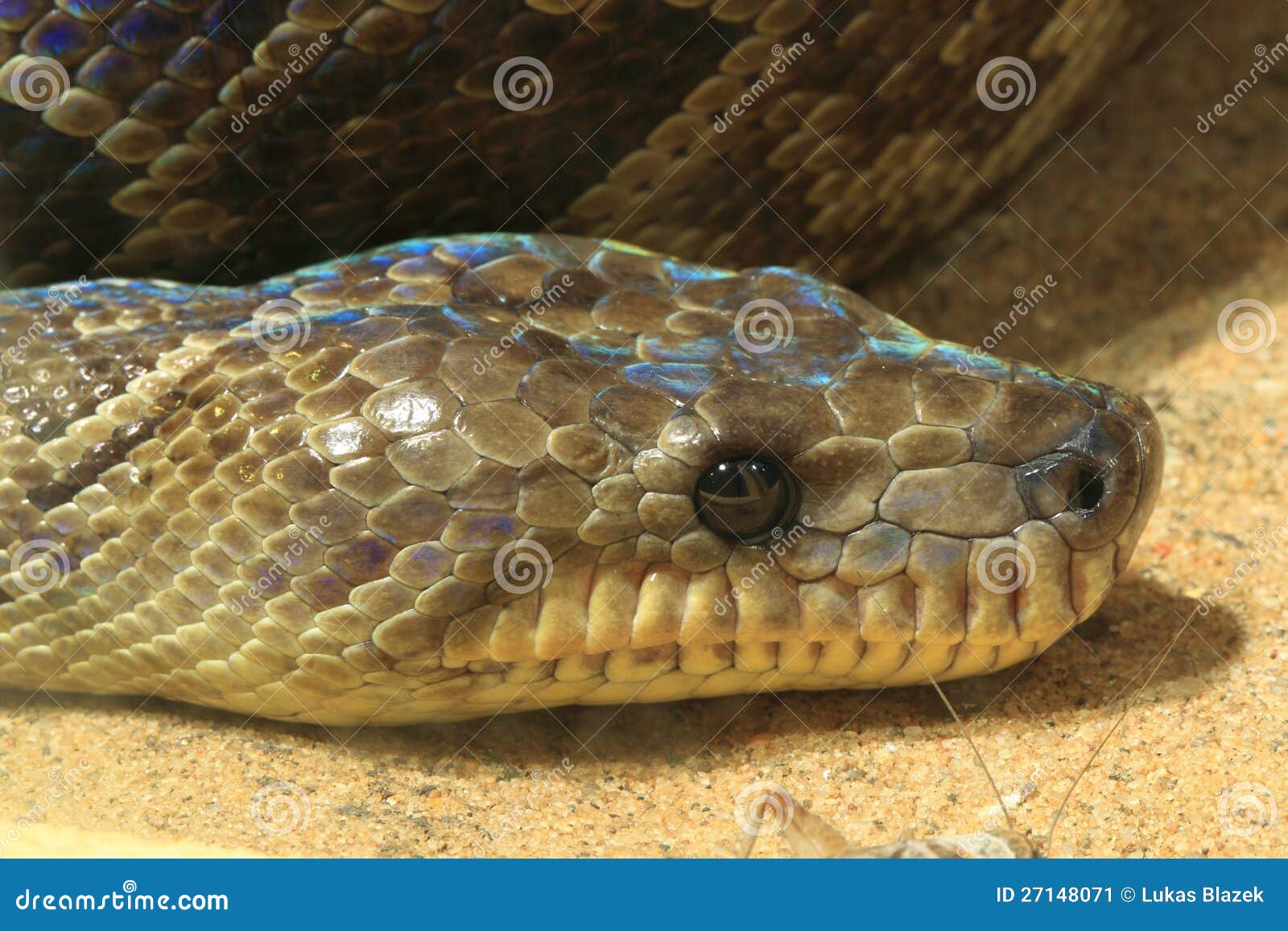 Cuban boa stock image. Image of detail, epicrates, angulifer - 27148071