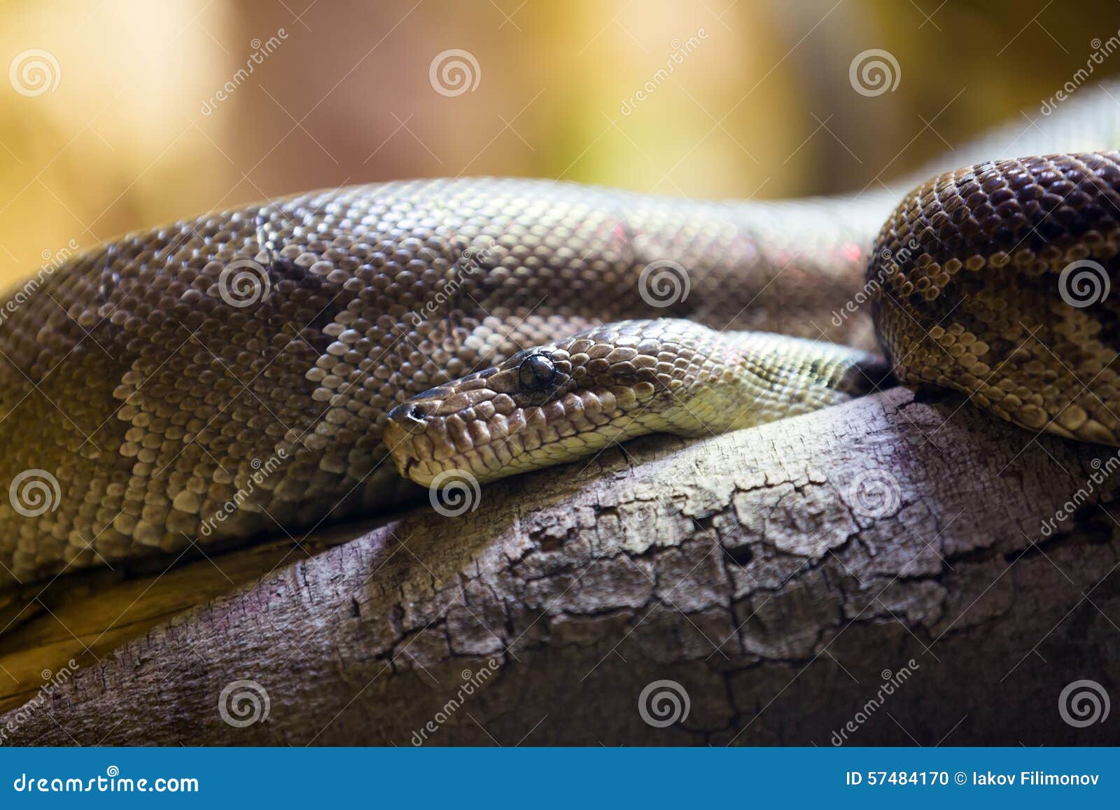 Cuban boa stock photo. Image of nature, green, cuban - 57484170