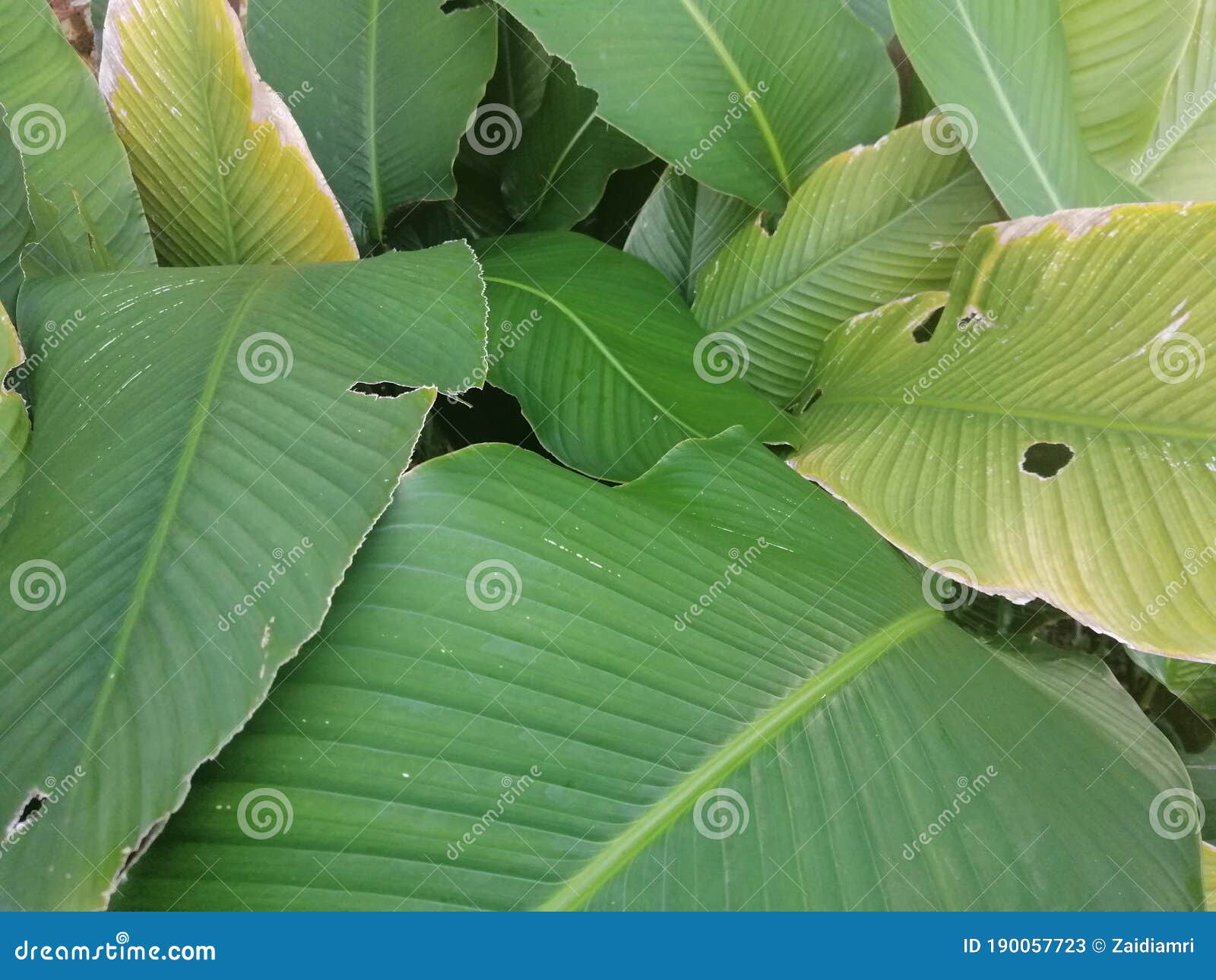 Cuban Cigar On Whisky Royalty-Free Stock Photo | CartoonDealer.com ...