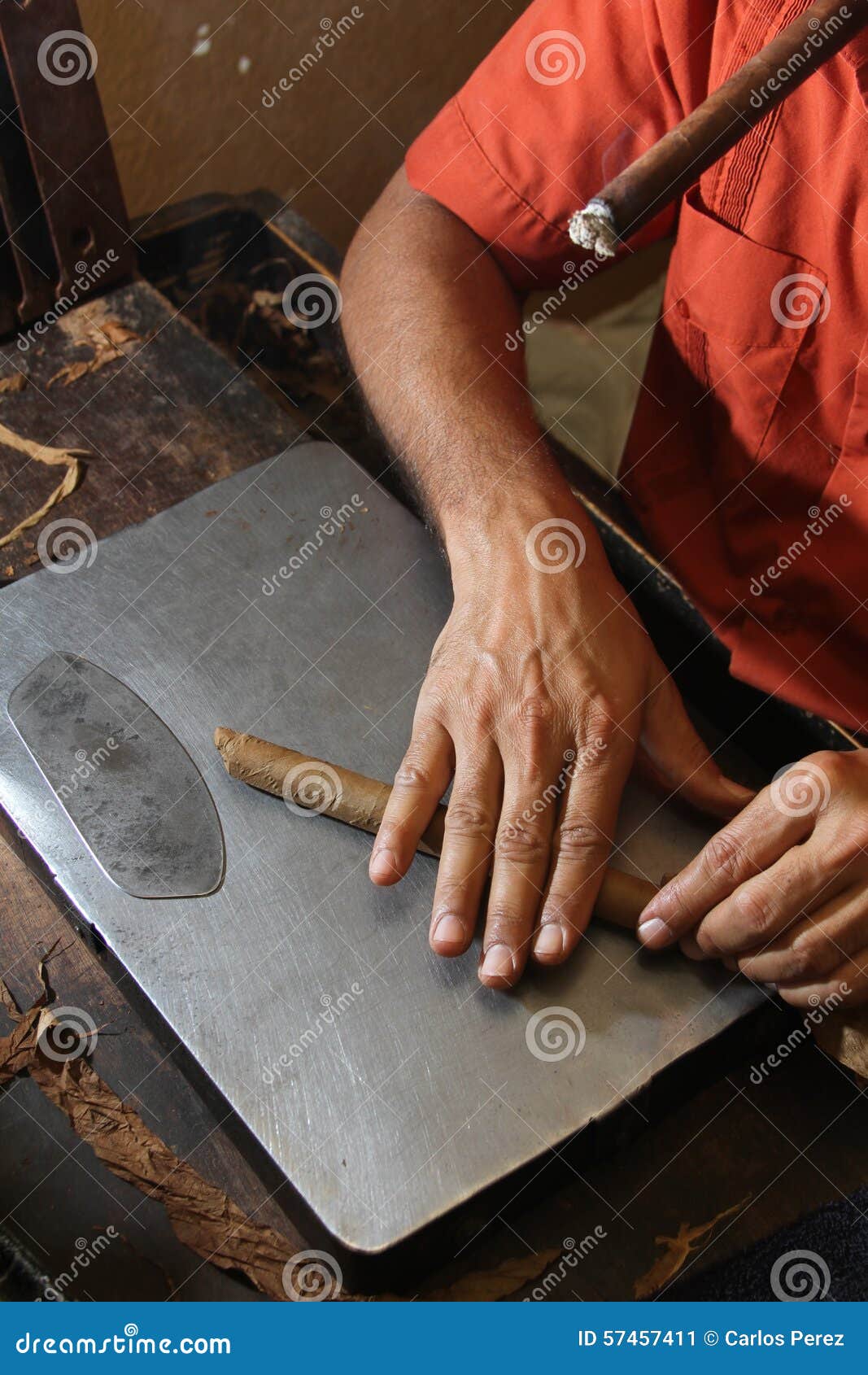 Cuban Cigars Roller Doing His Job while Smoking Stock Image - Image of ...
