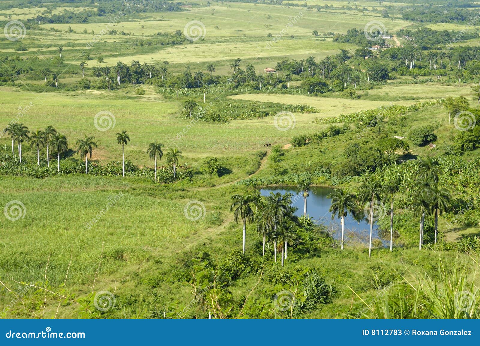 Cuban Countryside Landscape Stock Image - Image of grass, cuban: 8112783
