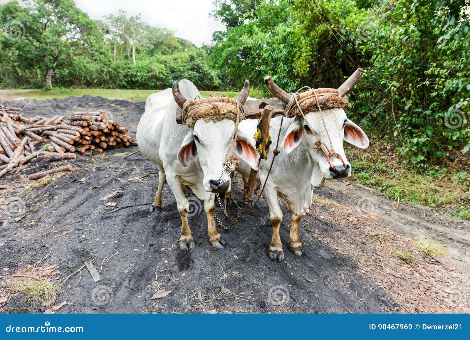 Cuban Cow stock image. Image of soil, brown, natural - 90467969