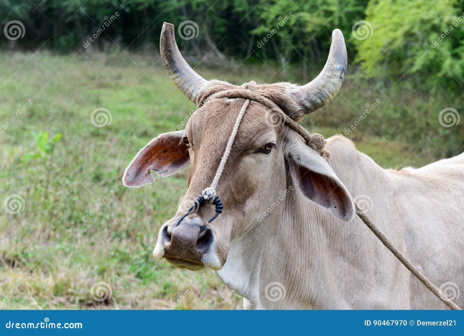 Cuban Cow stock photo. Image of country, vinales, working - 90467970