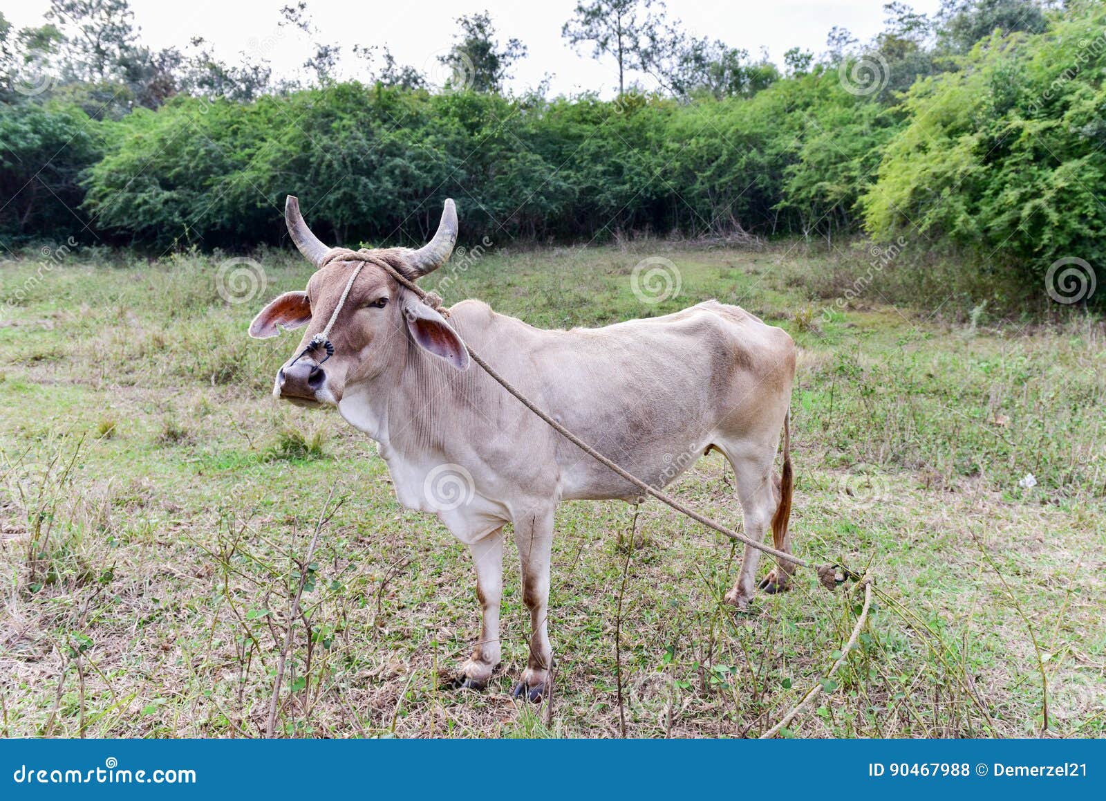 Cuban Cow stock photo. Image of grass, beautiful, view - 90467988