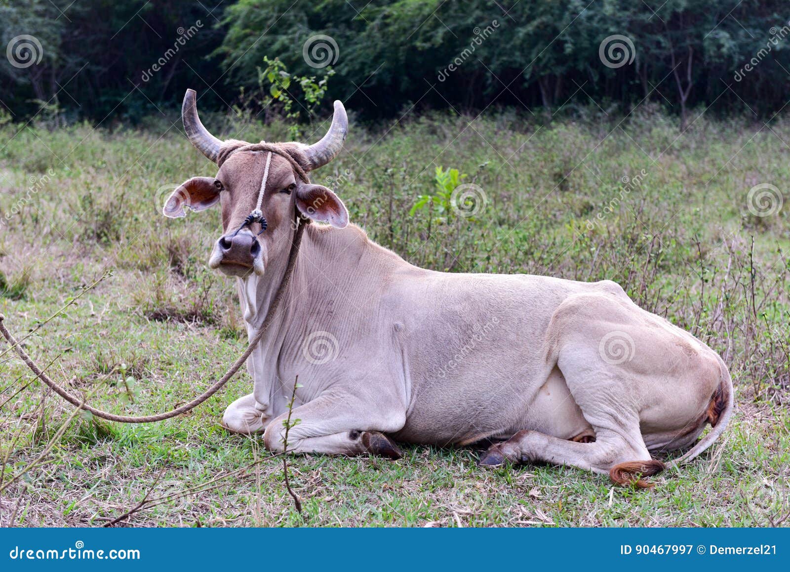 Cuban Cow stock image. Image of natural, farm, mountain - 90467997