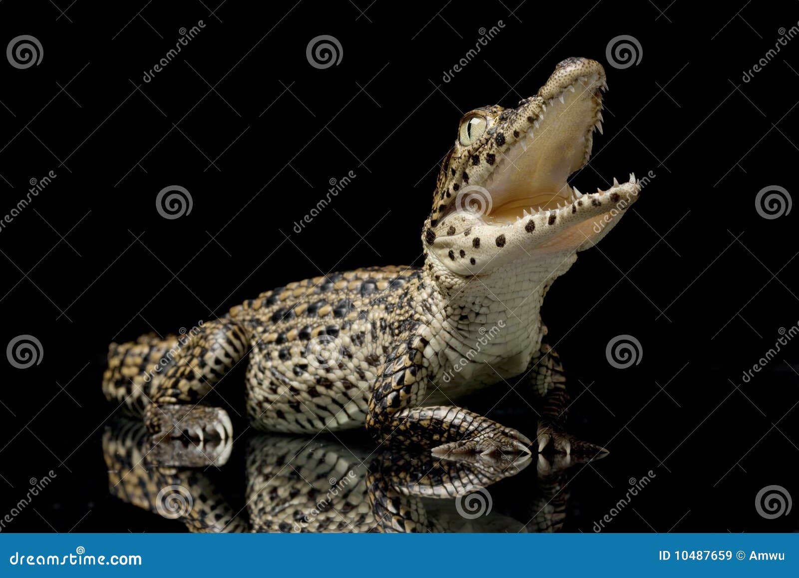 Cuban crocodile stock image. Image of alligator, species - 10487659