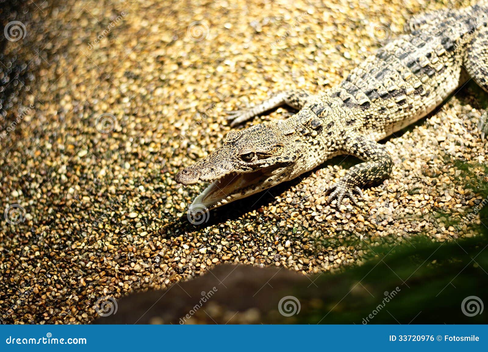 Cuban crocodile stock photo. Image of looking, crocodile - 33720976