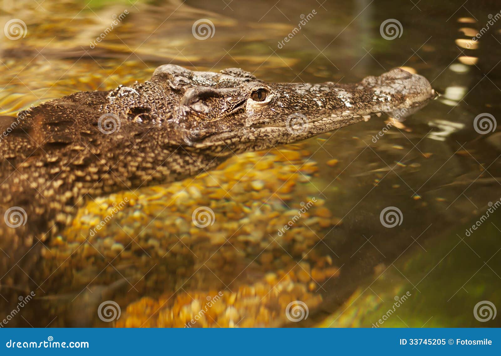 Cuban crocodile stock image. Image of jungle, carnivore - 33745205