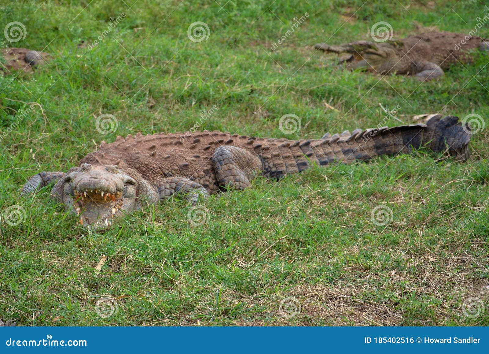 Cuban crocodiles stock photo. Image of cuba, teeth, reptile - 185402516