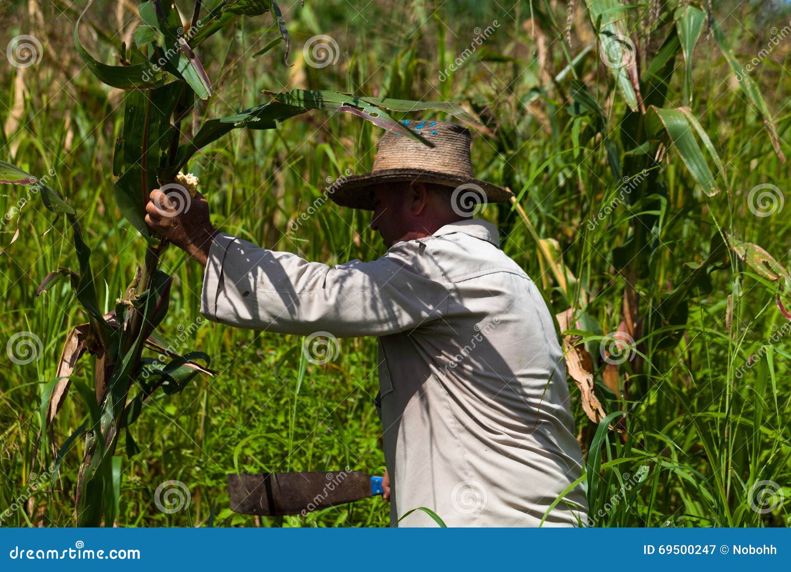 Cuban Farmer Cut Sugarcane on the Field Editorial Photography - Image ...