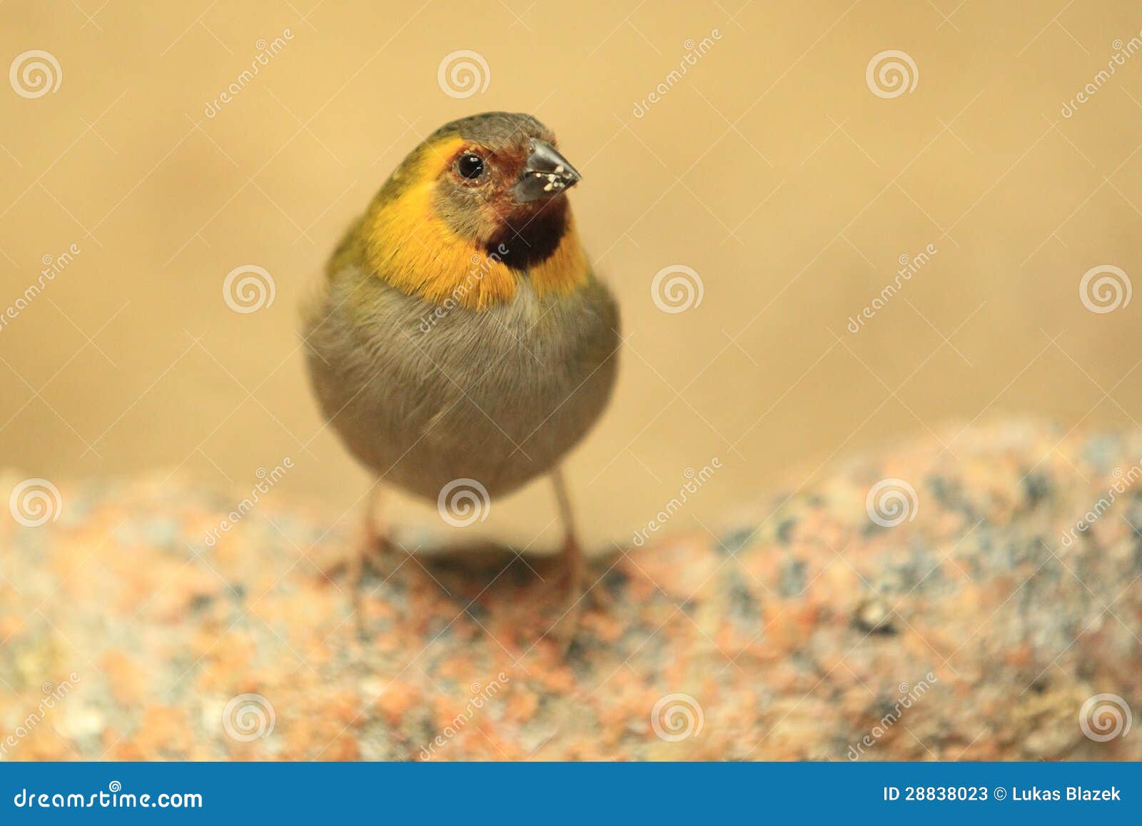 Cuban finch stock image. Image of cuban, rock, finch - 28838023