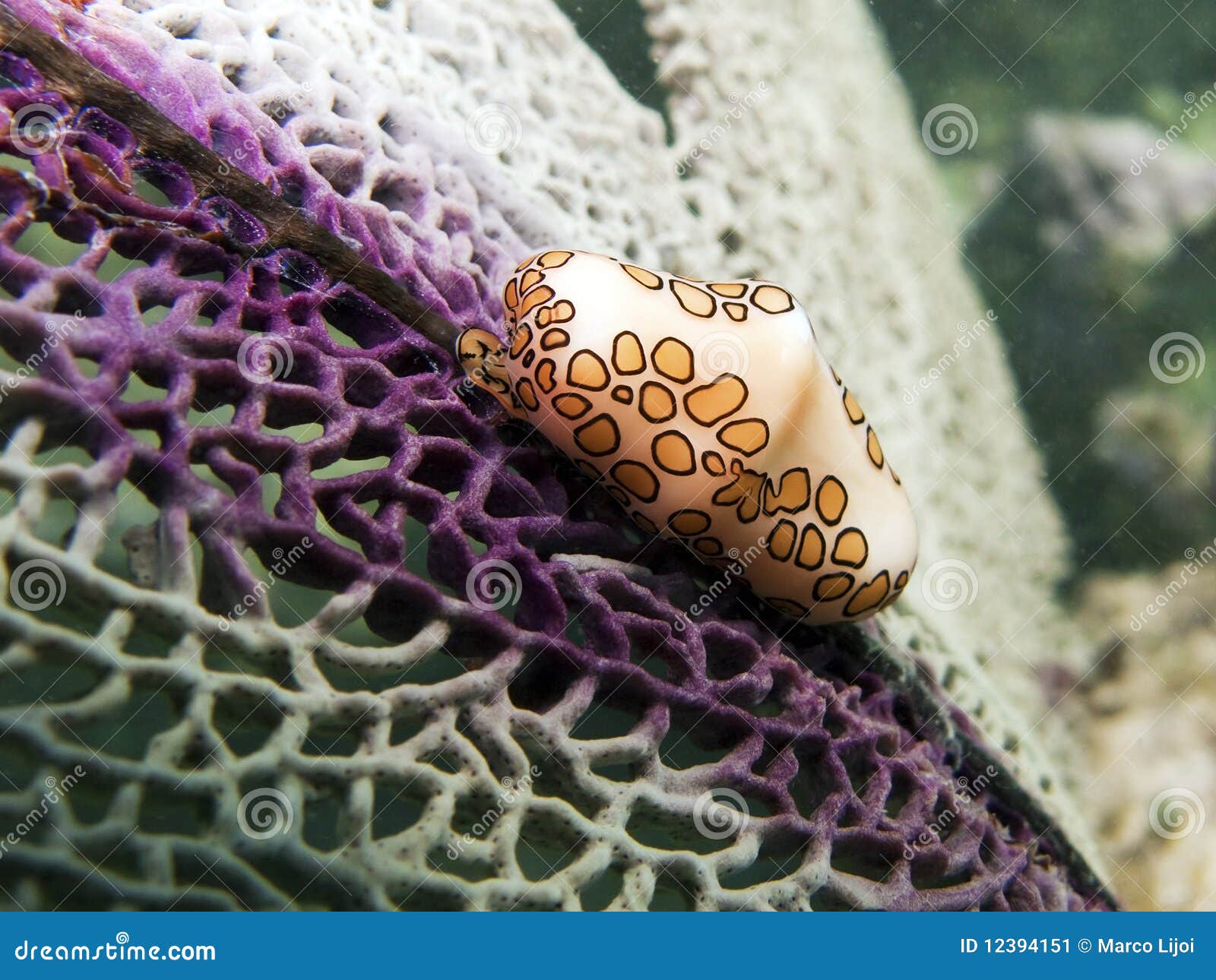Flamingo Tongue Snail Royalty-Free Stock Photography | CartoonDealer ...