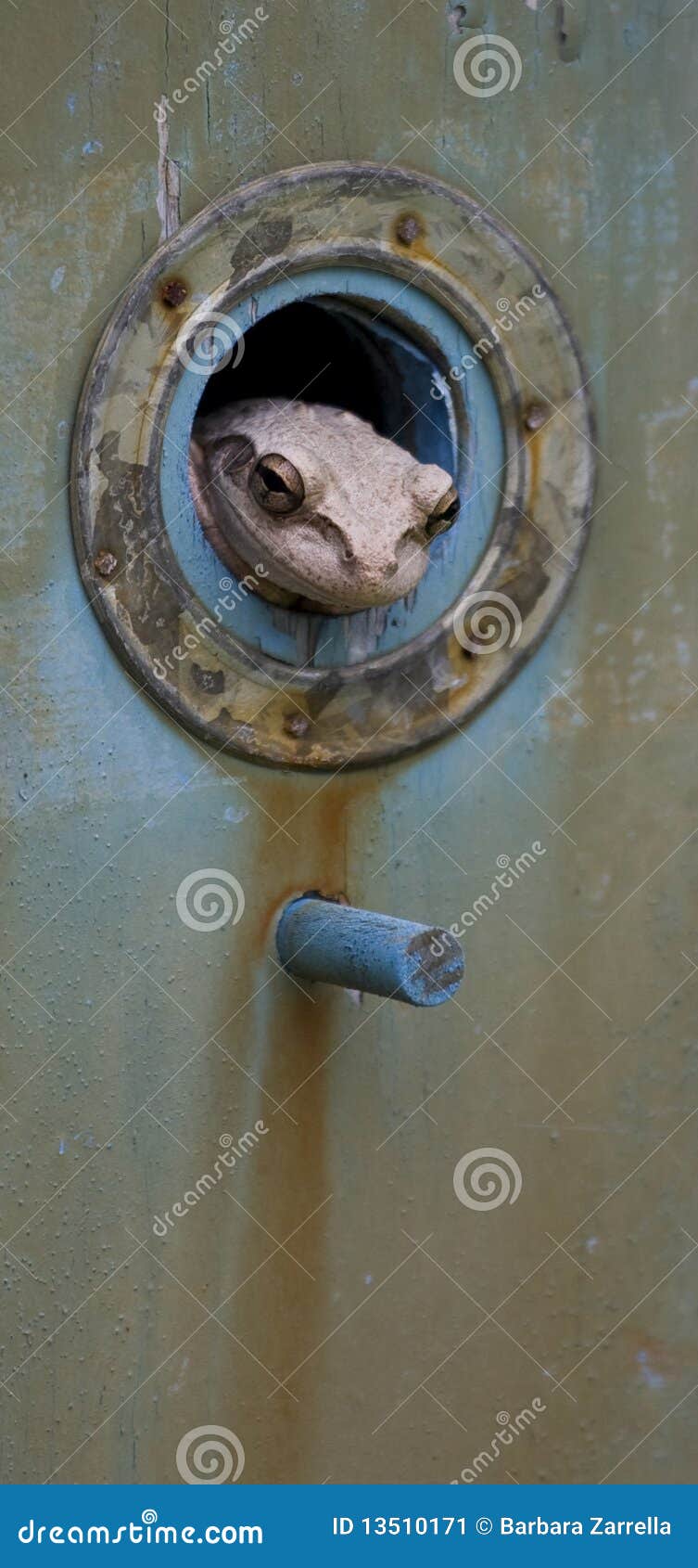 1,129 Vertical Frog Stock Photos - Free & Royalty-Free Stock Photos ...