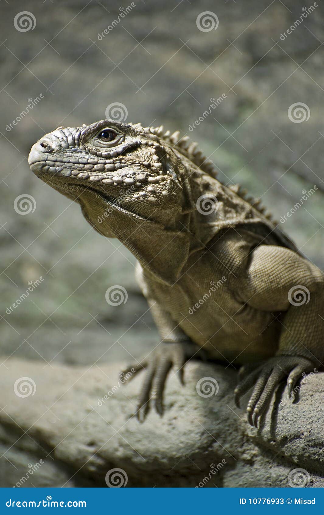 Cuban Ground Iguana stock image. Image of lzard, nubila - 10776933