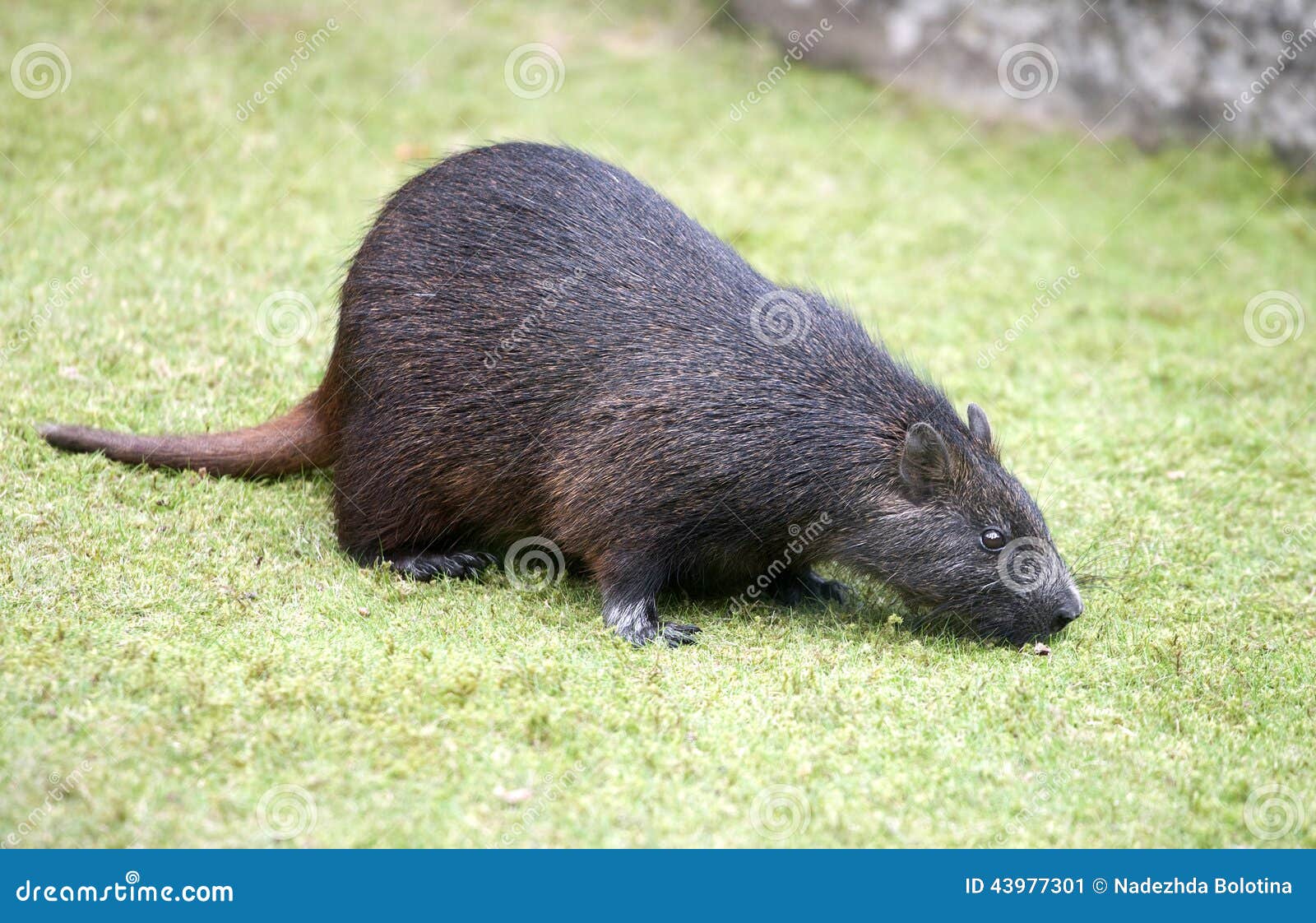 Cuban hutia stock image. Image of nature, grass, endemic - 43977301