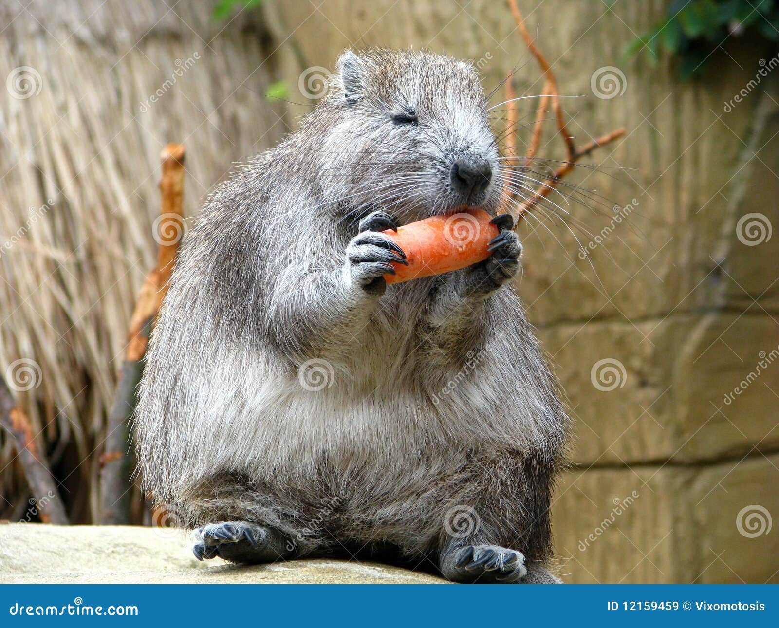 Cuban Hutia Sitting In A Mangrove Trees Royalty-Free Stock Image ...