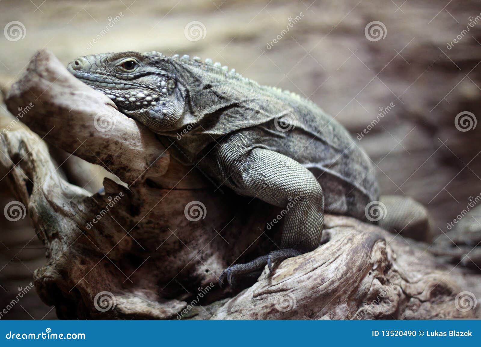 Endangered Cuban Gar Fish, Atractosteus Tristoechus, Swimming In A ...