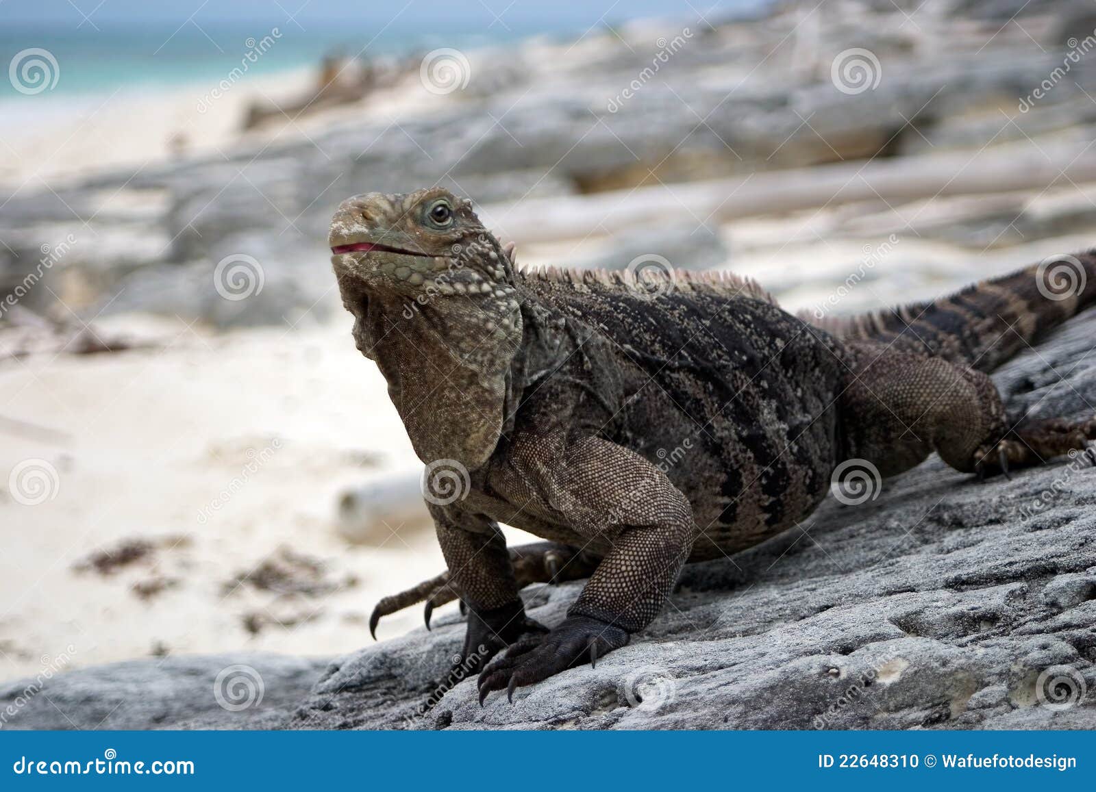 Cuban Iguana stock photo. Image of beach, coast, exotic - 22648310