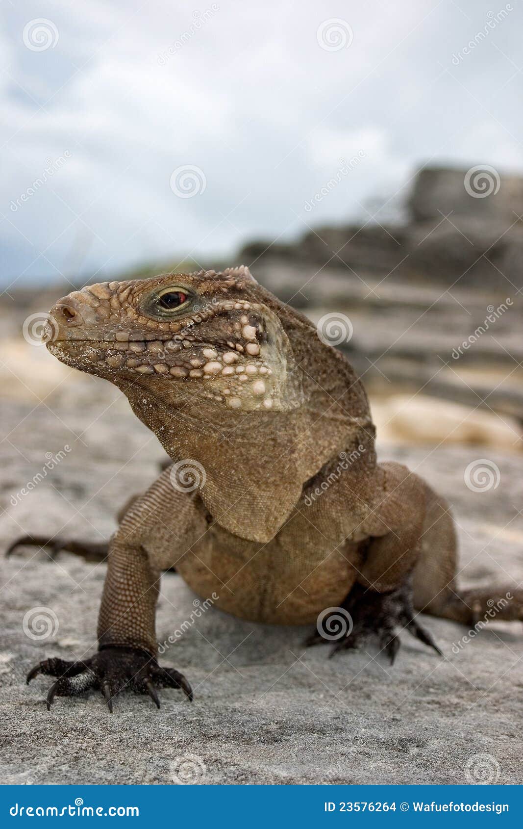 Cuban Iguana stock photo. Image of cuban, exotic, wildlife - 23576264
