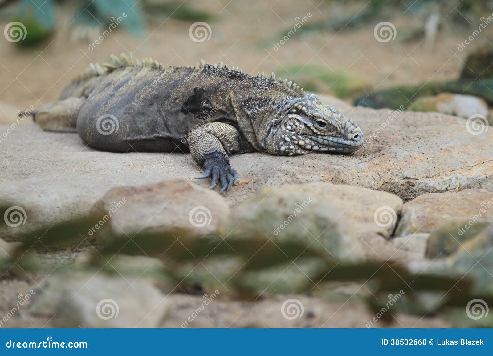 Cuban iguana stock photo. Image of cuban, lying, rock - 38532660