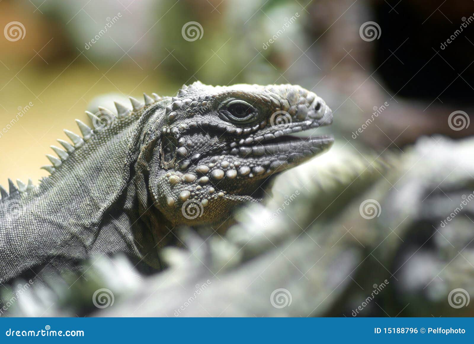 Cuban Iguana(Cyclura Nubila) Stock Photo - Image of cuban, nature: 15188796