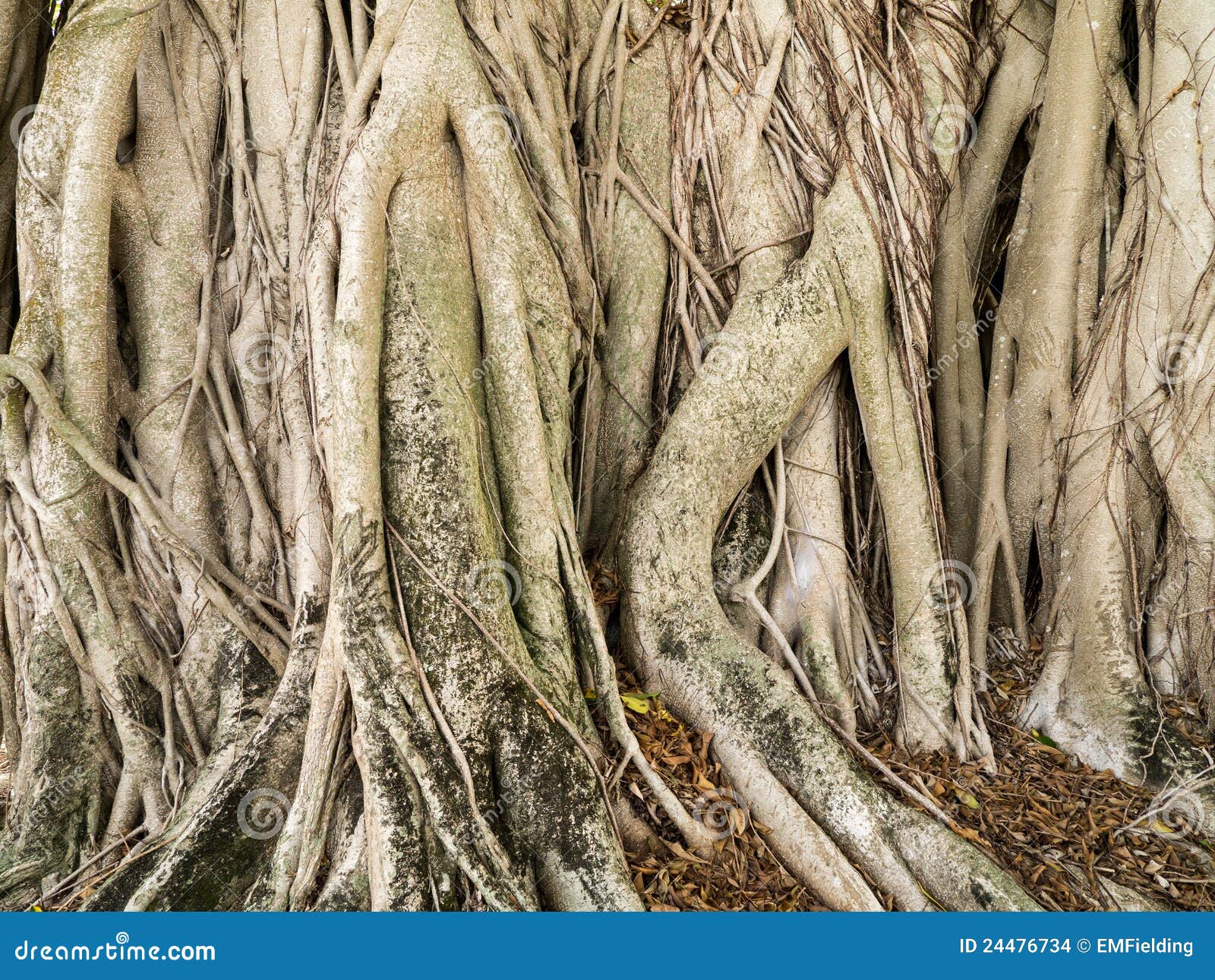 Cuban-Laurel Trunk stock photo. Image of cuban, laurel - 24476734