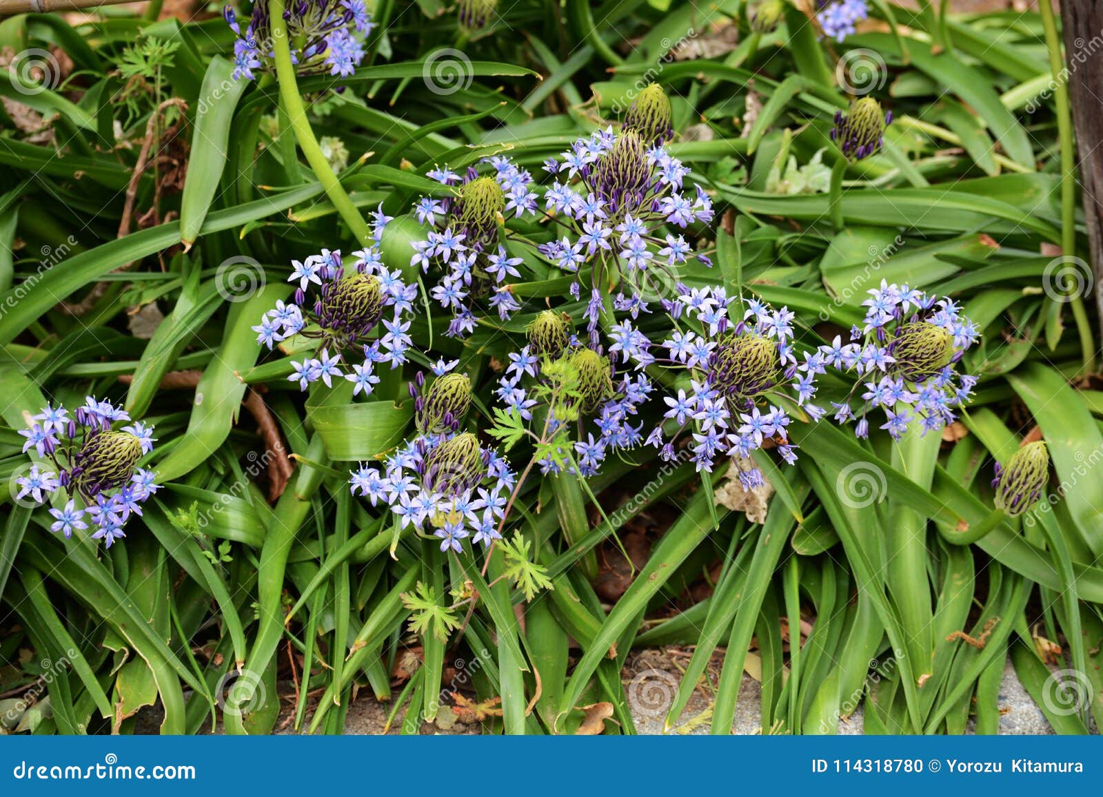 Cuban Lily stock photo. Image of beautiful, natural - 114318780