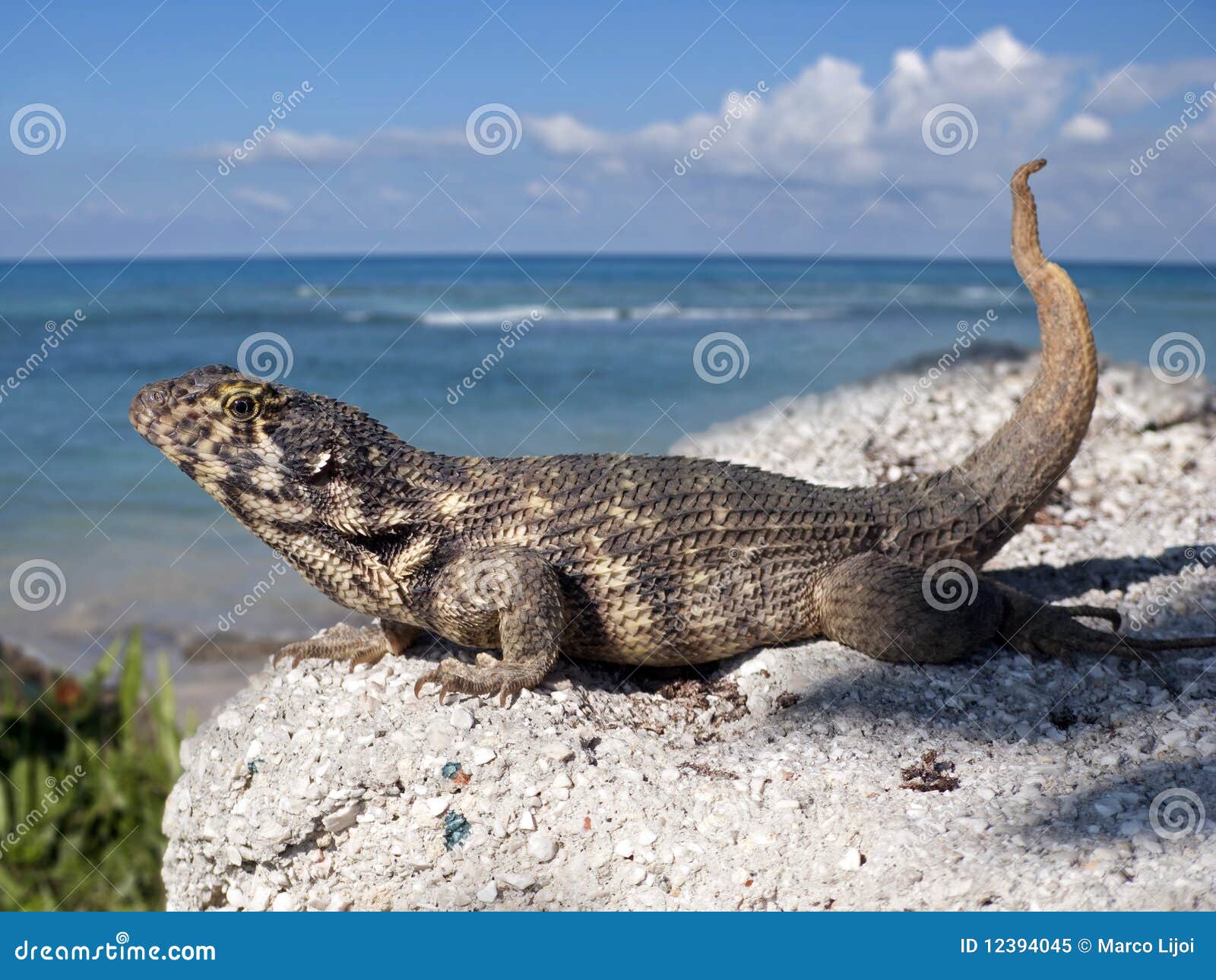Cuban Lizard Royalty Free Stock Photo - Image: 12394045