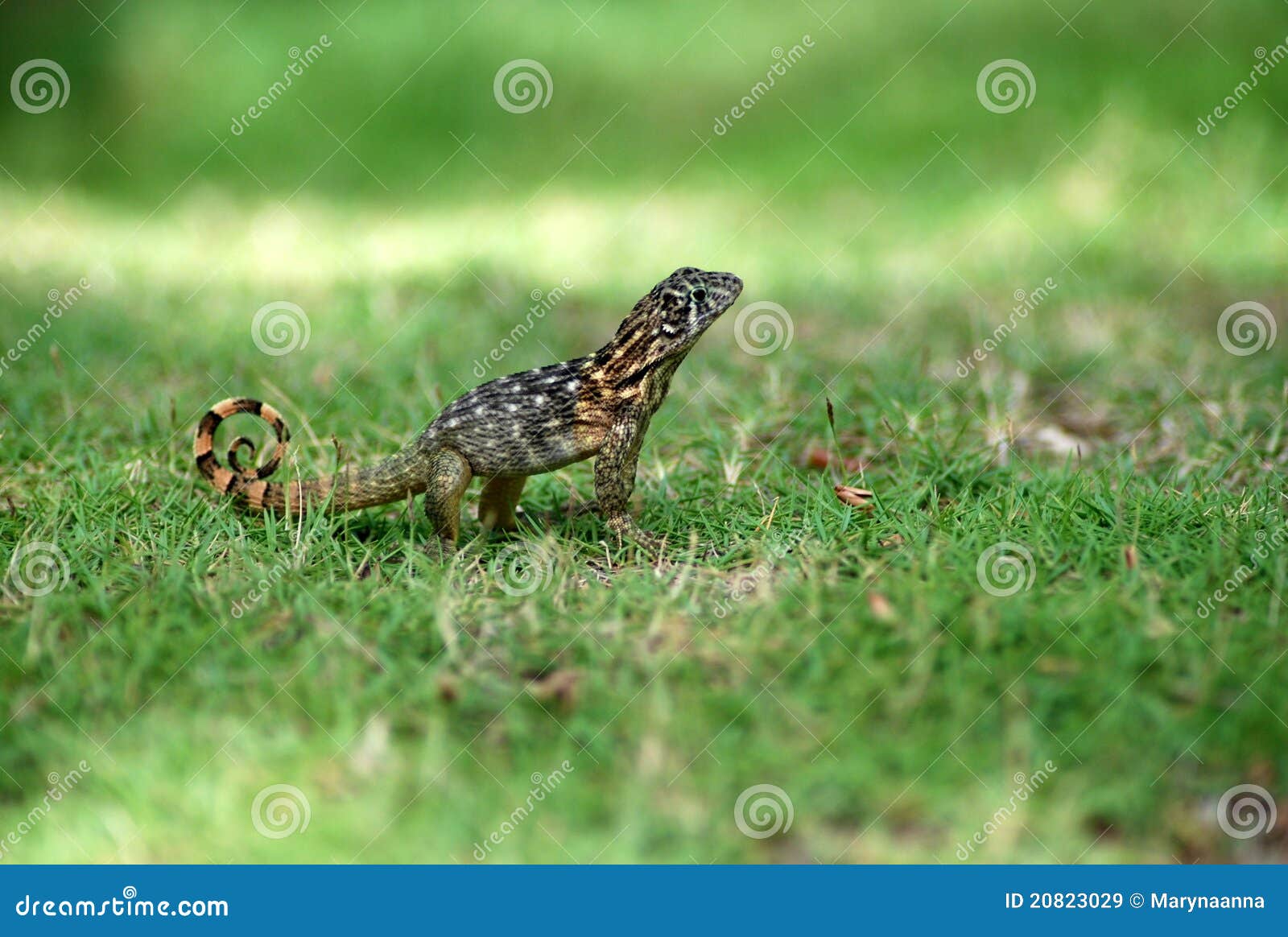 Cuban lizard stock image. Image of colors, spots, tail - 20823029