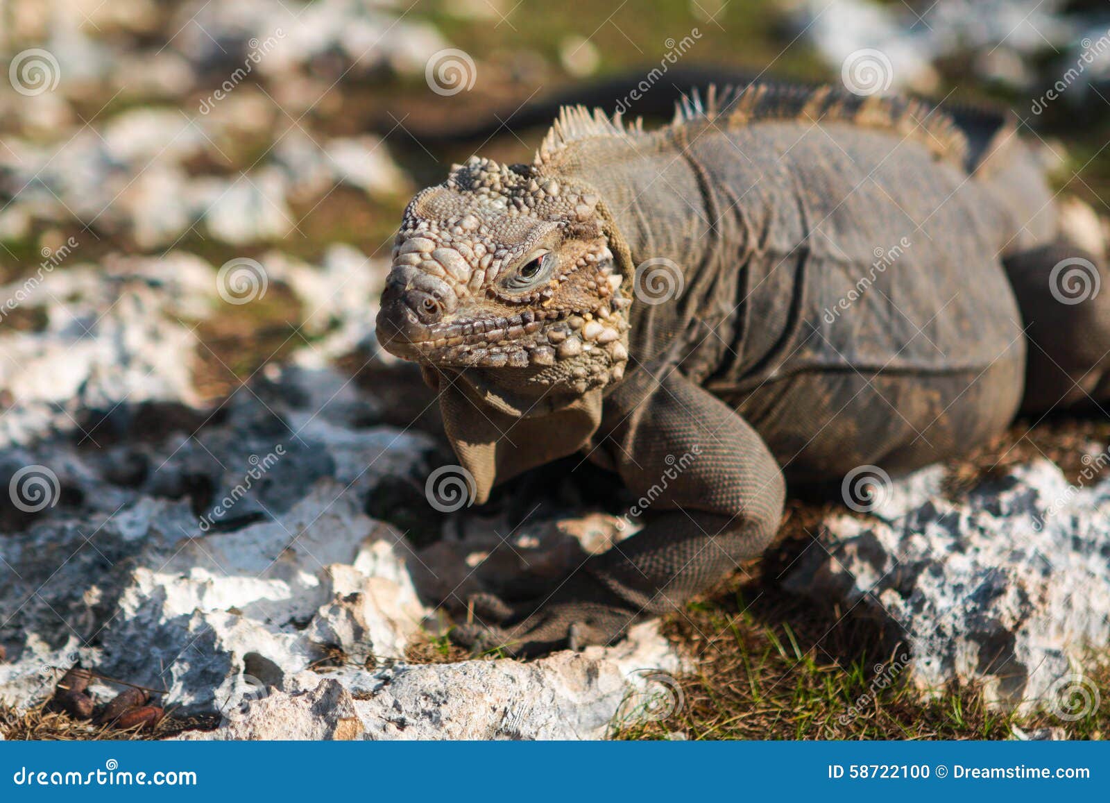 The Cuban lizard stock photo. Image of cayo, cool, carnivore - 58722100