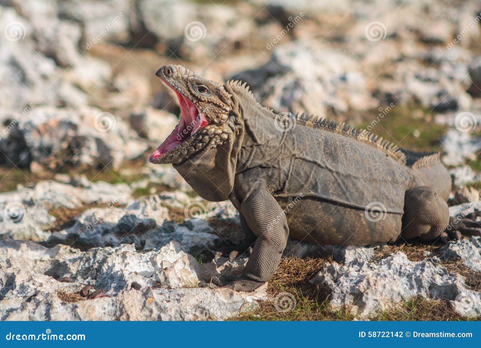 The Cuban lizard part two stock photo. Image of calm - 58722142