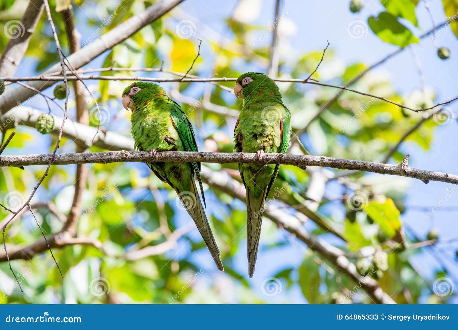 Cuban Parakeet , Aratinga Euops Stock Image - Image of aves, avian ...