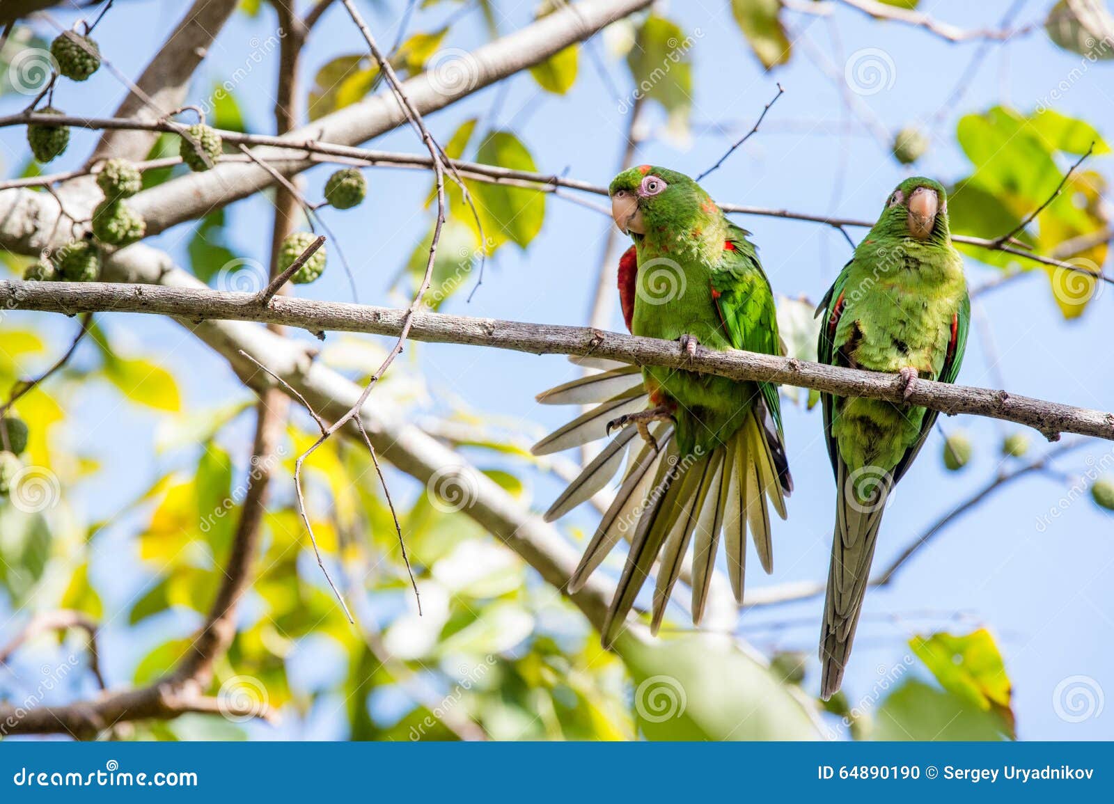 Cuban Parakeet , Aratinga Euops Stock Photo - Image of endemic, closeup ...